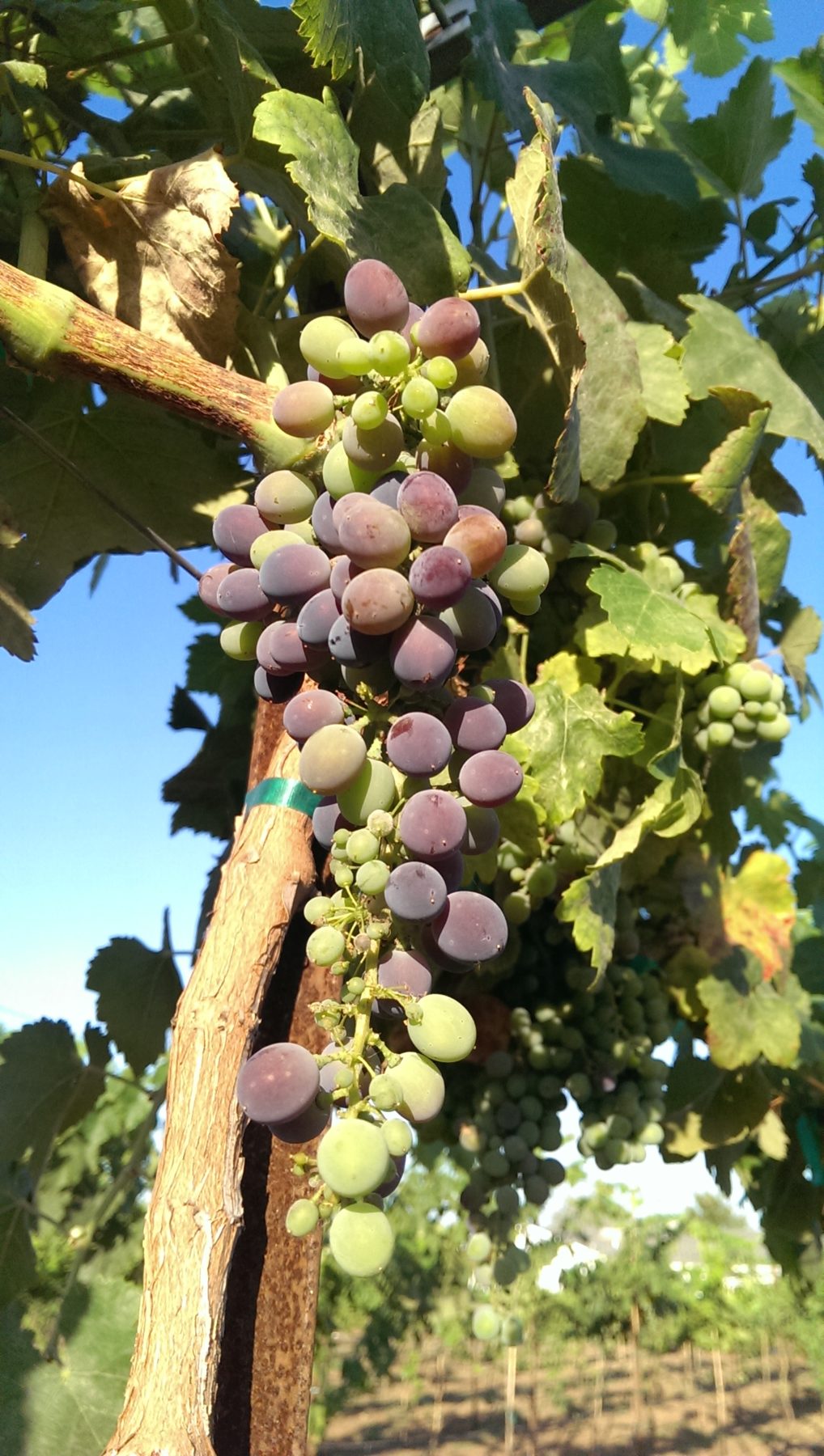 Grafted Into the True Vine – Growing In Torah